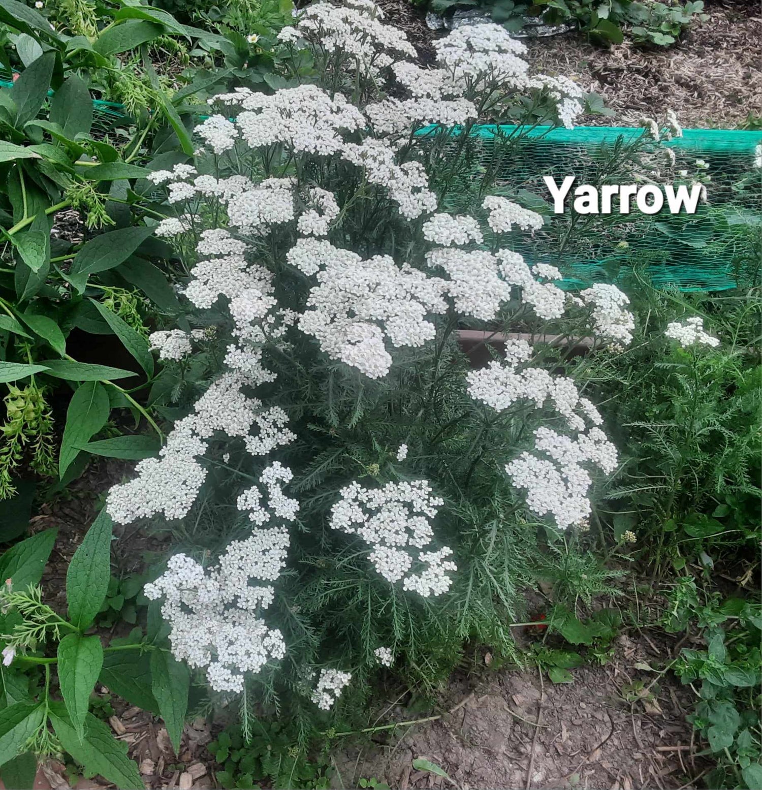 The Benefits of Yarrow in Skin Care Products – Sammy Walnutts Shop